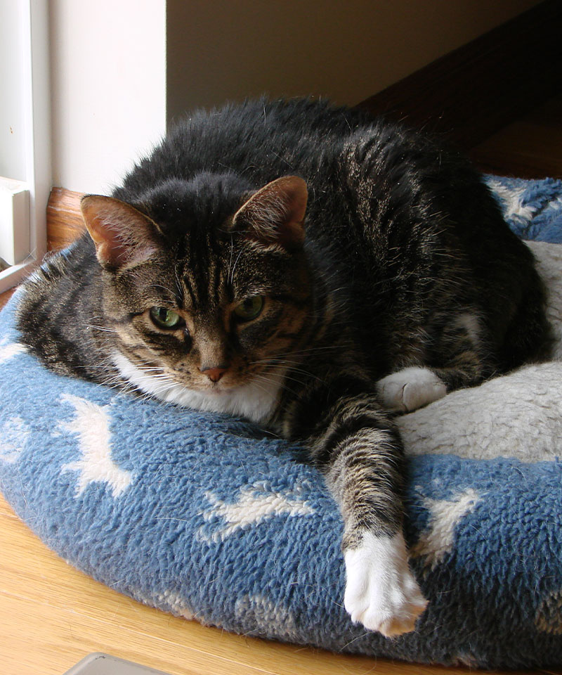 Happy Visits - Vet in Tubac | Caring Ways Veterinary Services